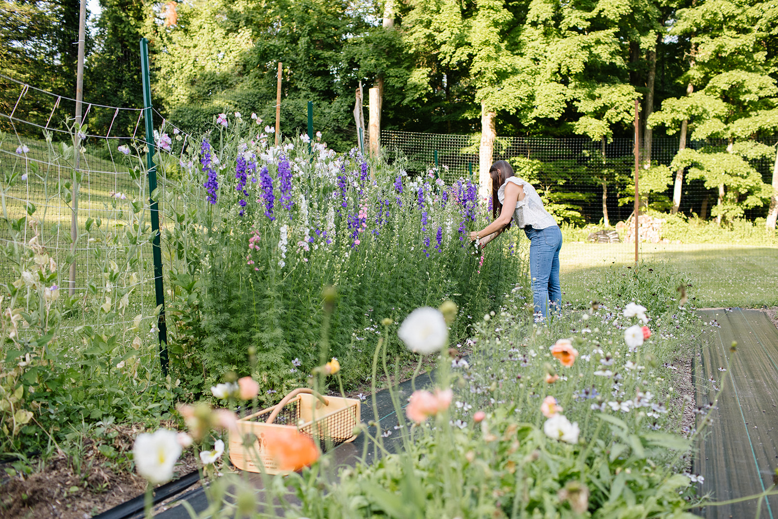 Quick Garden Planning Guide for Beginners to Try